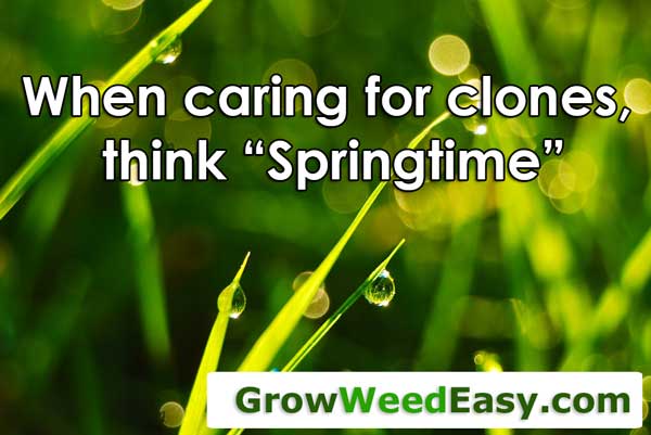 Picture Guide to Cloning Marijuana | Grow Weed Easy