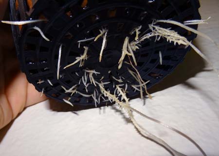 Cannabis Root Rot - How to Identify & Get Rid of It Quickly!