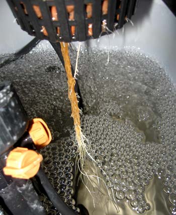 Cannabis Root Rot - How to Identify & Get Rid of It Quickly!