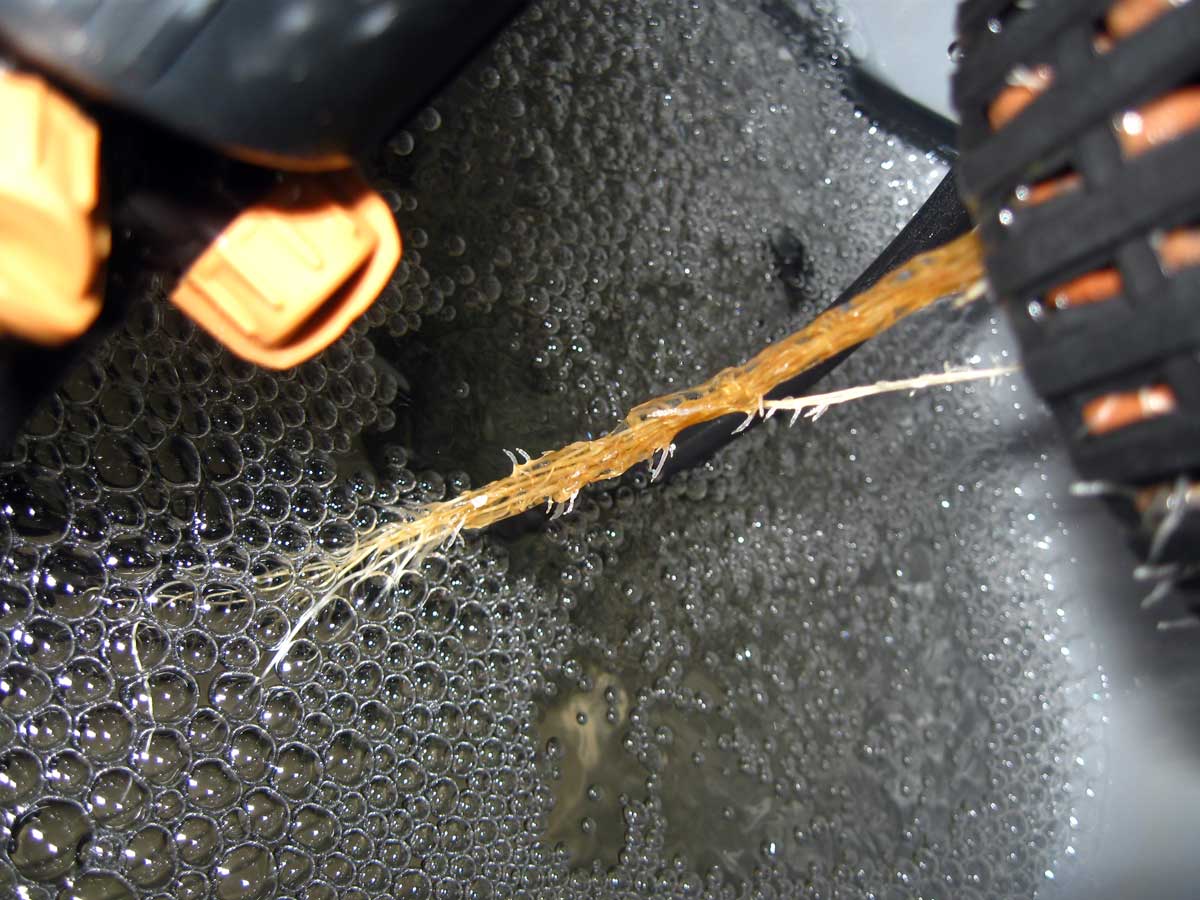 Cannabis Root Rot - How to Identify & Get Rid of It Quickly!