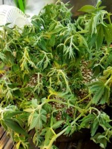 Underwatering Cannabis Plants Symptoms & Solutions