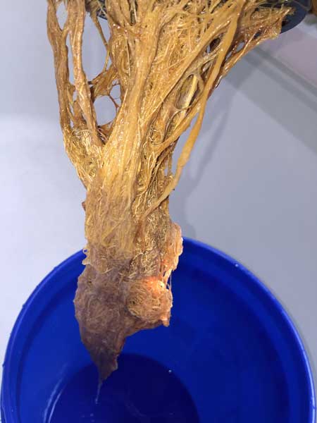 Cannabis Root Rot - How to Identify & Get Rid of It Quickly!