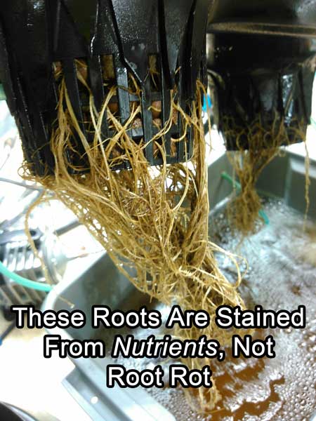 Cannabis Root Rot - How to Identify & Get Rid of It Quickly!