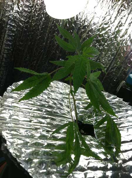 CFL Dresser Microgrow in Pictures - Clone to Harvest - 2.69oz | Grow ...