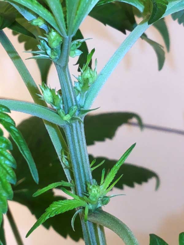 Is Hemp A Male Plant Related Topics Is Hemp A Male Plant Related Topics