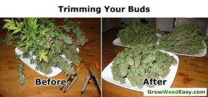 Original Guide to Drying and Curing Marijuana Buds | Grow Weed Easy