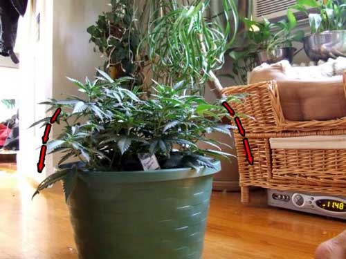 LBH's Famous ScrOG Tutorial | Grow Weed Easy