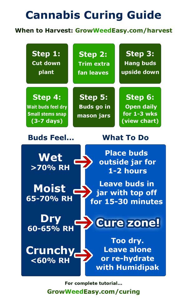 Harvest: This is why we do it all... | Grow Weed Easy