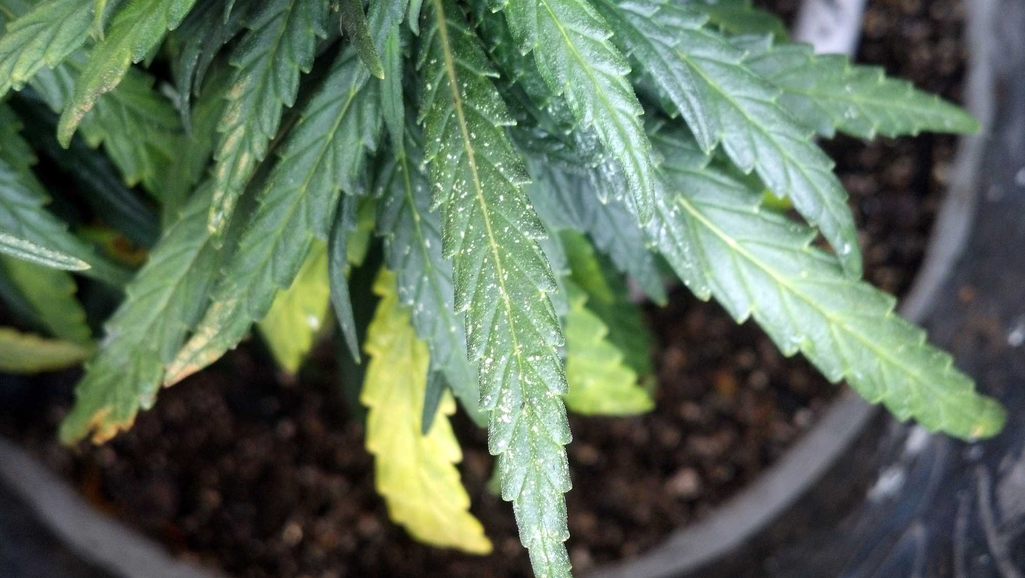Spider Mites & Cannabis - How to Identify & Get Rid of Them Quickly! Spider Mites & Cannabis - How to Identify & Get Rid of Them Quickly!