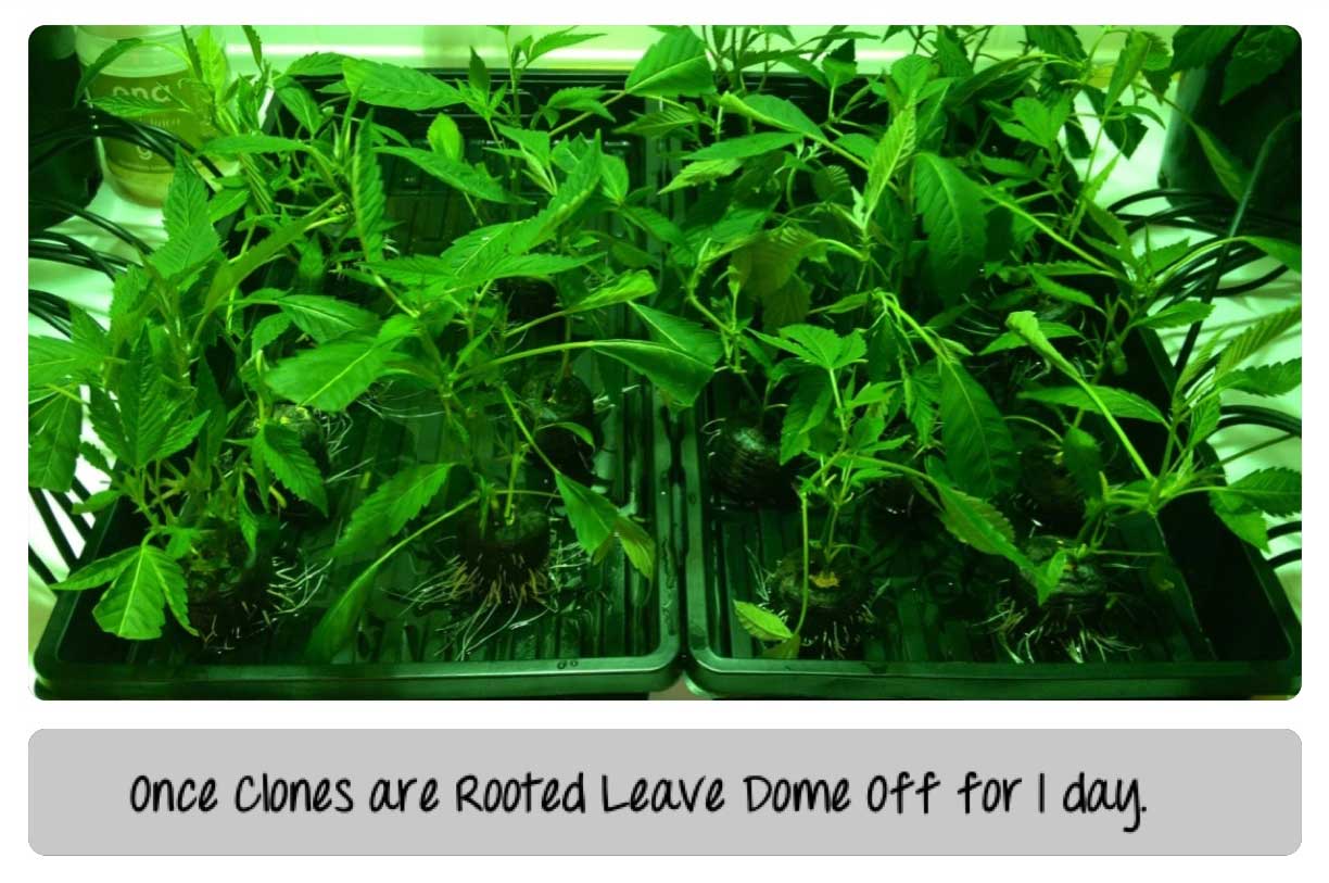 Cannabis Cloning Made Easy... Roots in 7-10 Days! | Grow Weed Easy