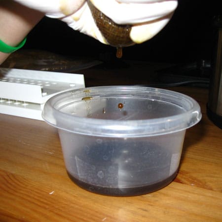 Canna Caps – Make Cannabis Capsules – Global Health Magazine