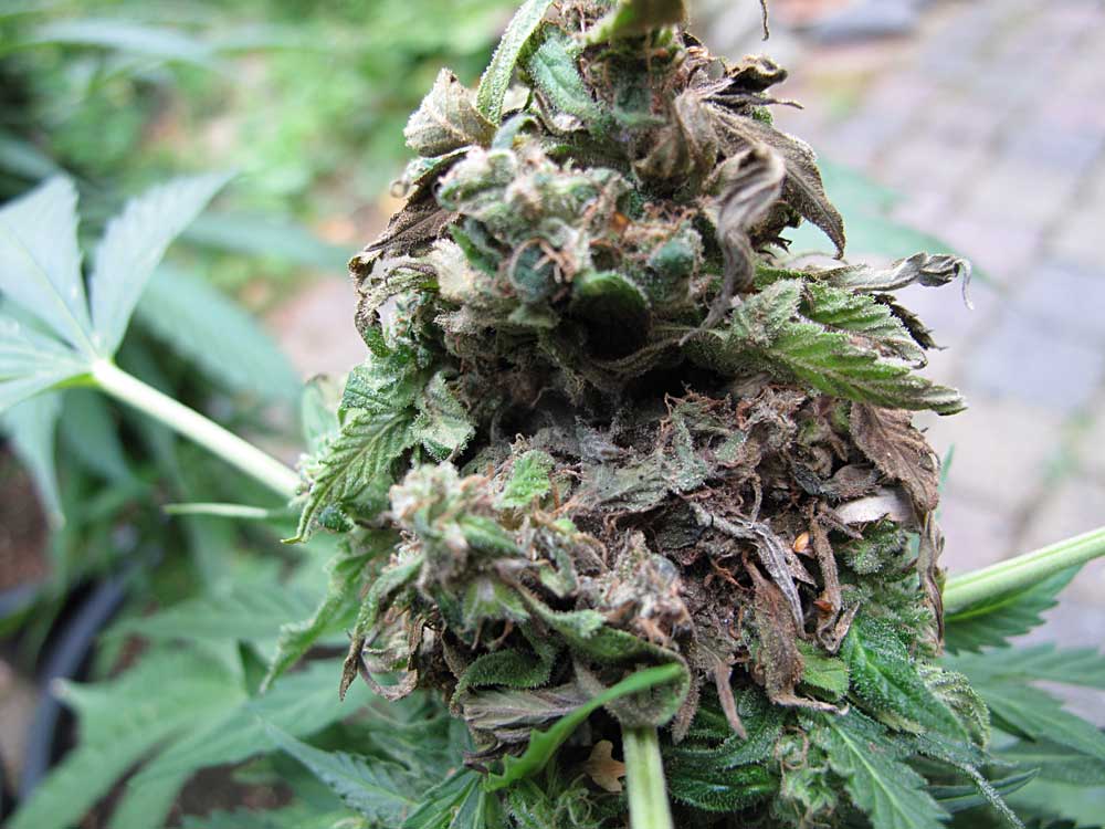 How To Get Rid Of Cannabis Bud Rot Or Mold Grow Weed Easy