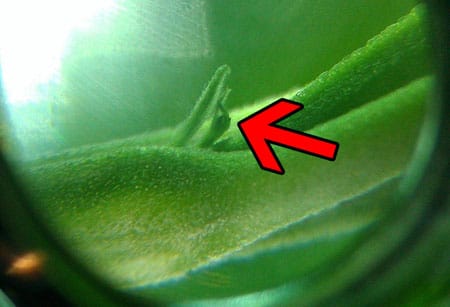 How to Tell Sex of Cannabis Plants (with Pictures) | Grow Weed Easy