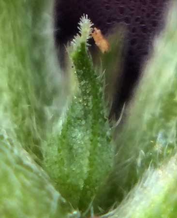 How to Tell Sex of Cannabis Plants (with Pictures) | Grow Weed Easy
