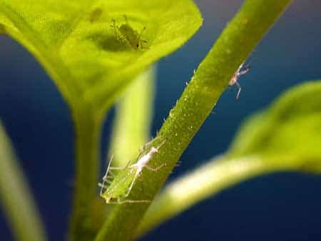 Aphids /Greenflies & Cannabis - How to Get Rid of It Quickly!