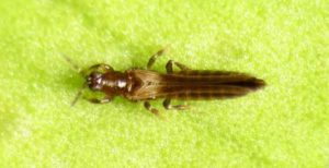 Thrips & Cannabis - How to Identify & Get Rid of It Quickly!