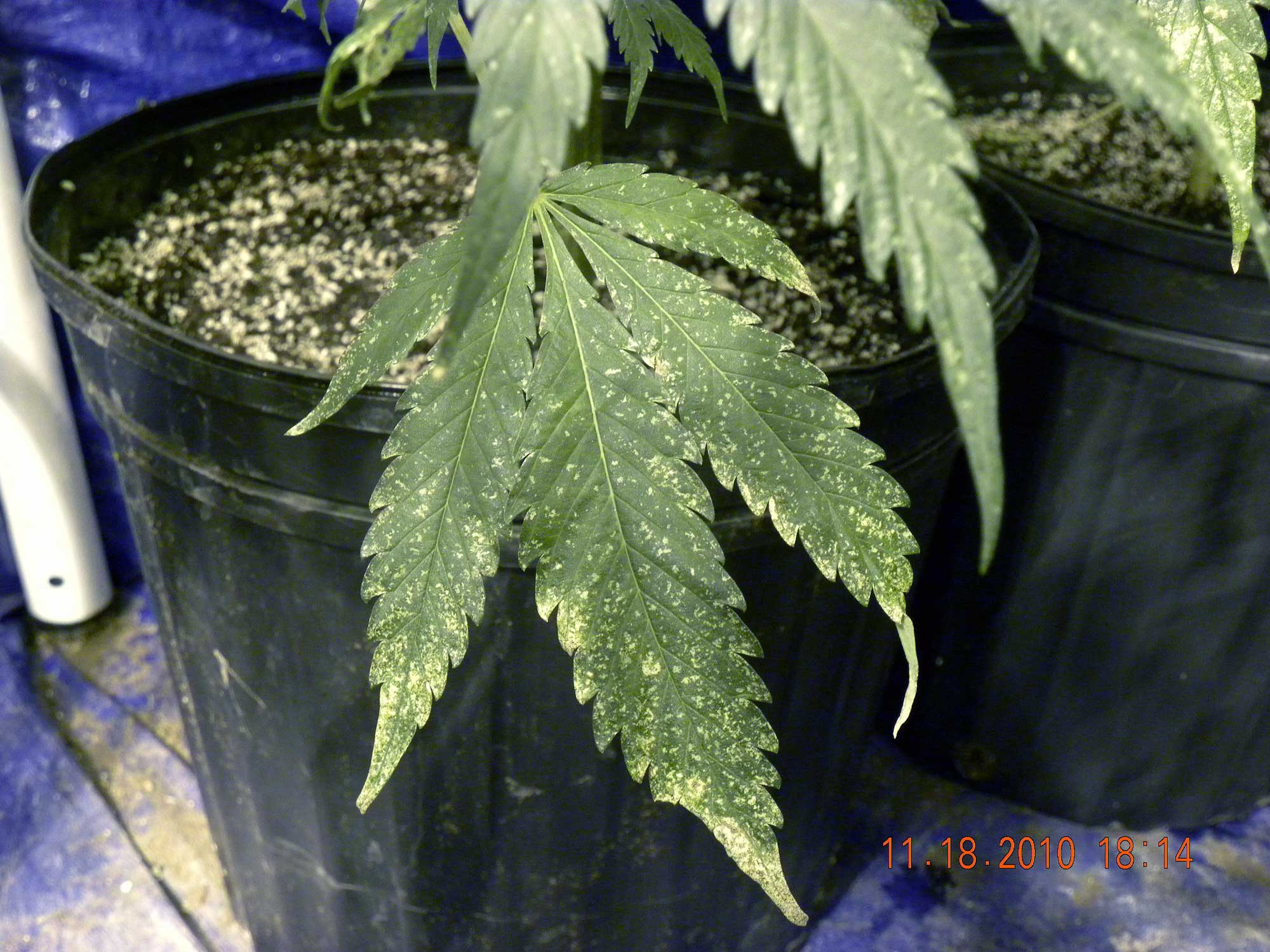 How to Get Rid of Thrips For Good! | Grow Weed Easy How to Get Rid of Thrips For Good! | Grow Weed Easy