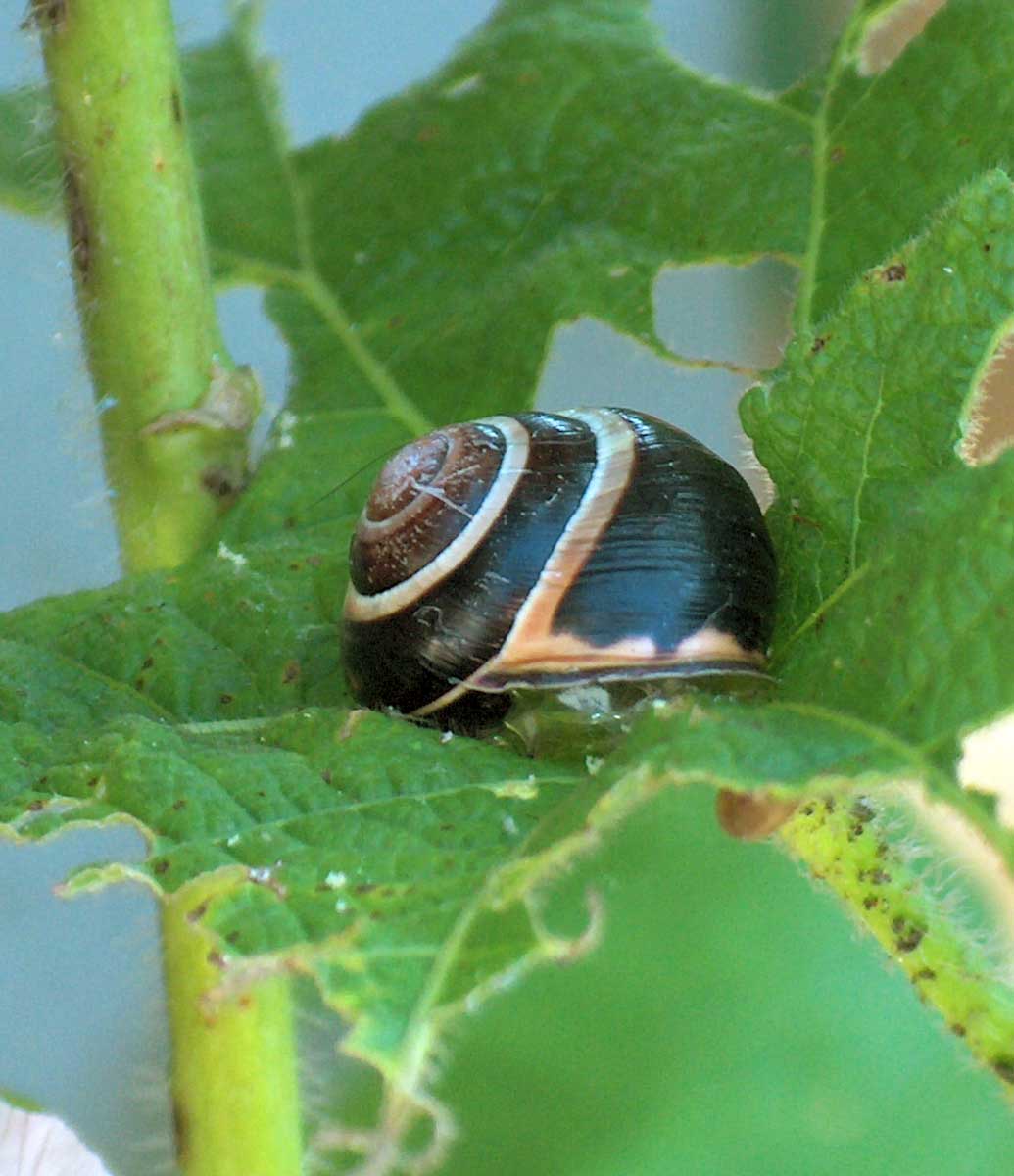Slugs & Snails on Cannabis - Identify & Get Rid of It Quickly!