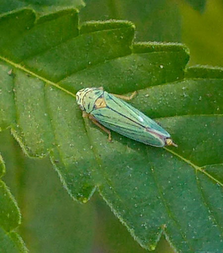 Leafhoppers & Cannabis - How to Identify & Get Rid of It Quickly!