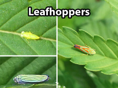 Complete Pest Guide - Cannabis Pests, Bugs & Viruses | Grow Weed Easy