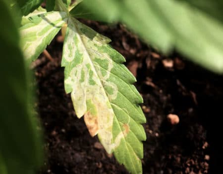 Leaf Miners & Cannabis - How to Identify & Get Rid of It Quickly!