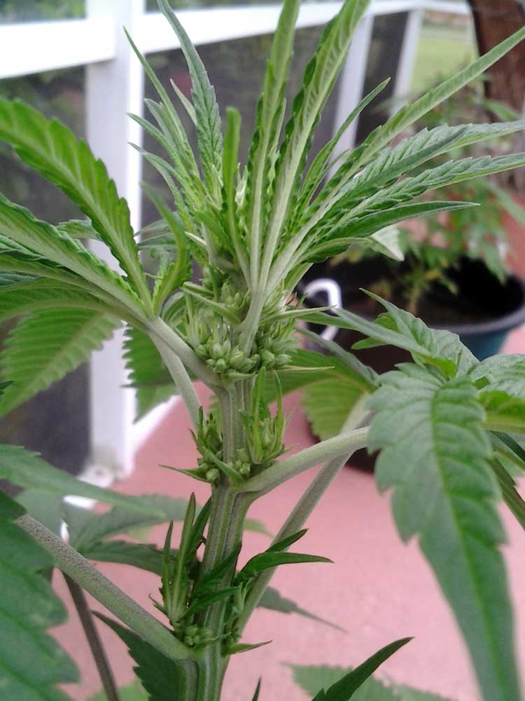 Is Hemp A Male Plant Related Topics Is Hemp A Male Plant Related Topics