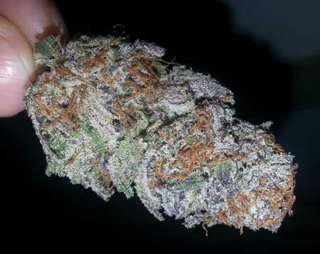 How to Grow Pink or Purple Cannabis Buds – Medicinal Cannabis