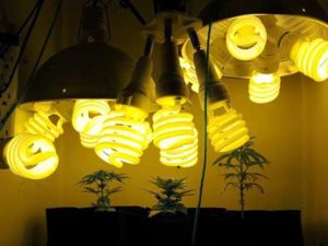 How to Train Auto-Flowering Plants for Bigger Yields | Grow Weed Easy