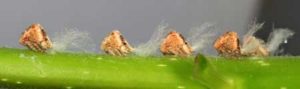Complete Pest Guide - Cannabis Pests, Bugs & Viruses | Grow Weed Easy
