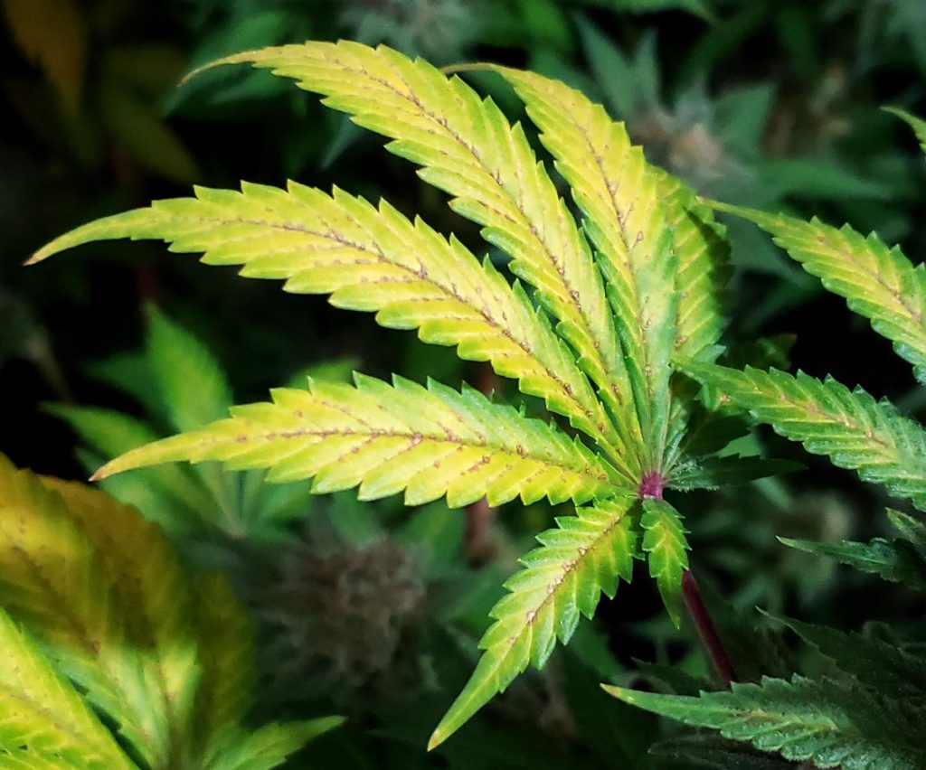 Cannabis Veg Tiny Brown Spots On Fan Leaves cannabis-veg-tiny-brown-spots-on-fan-leaves