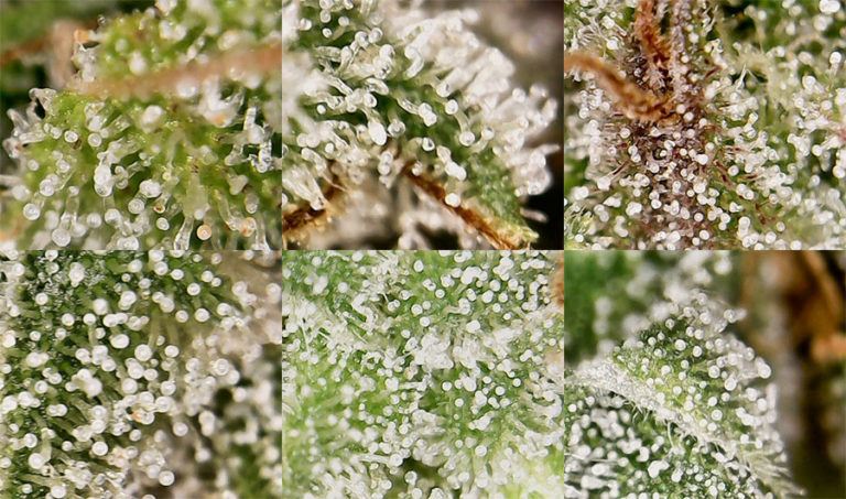 What do trichomes look like when ready to harvest? [Ready-to-Harvest ...