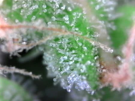 How to Look at Trichomes with a Magnifier | Grow Weed Easy
