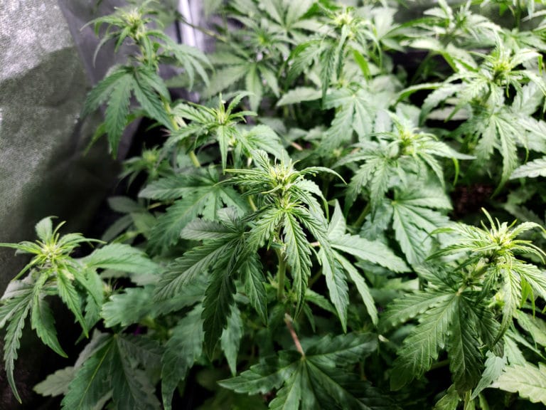 Cannabis Light Burn And Light Bleaching Symptoms Grow Weed Easy