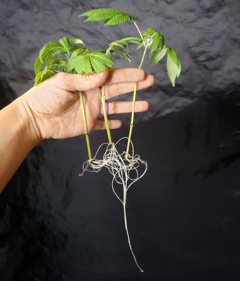 How to Clone Weed in a Cup of Water (Easy!) | Grow Weed Easy