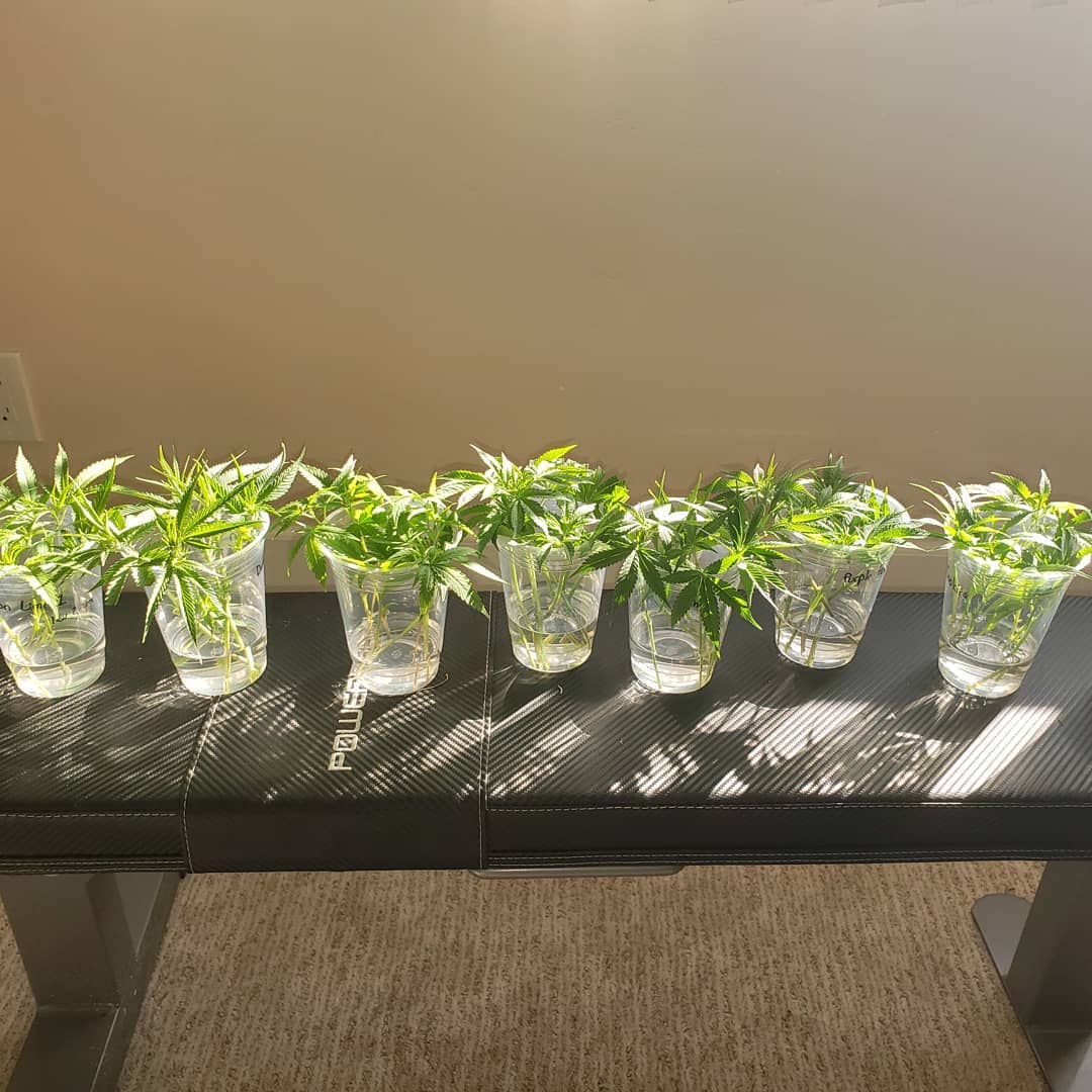 How to Clone Weed in a Cup of Water (Easy!) | Grow Weed Easy