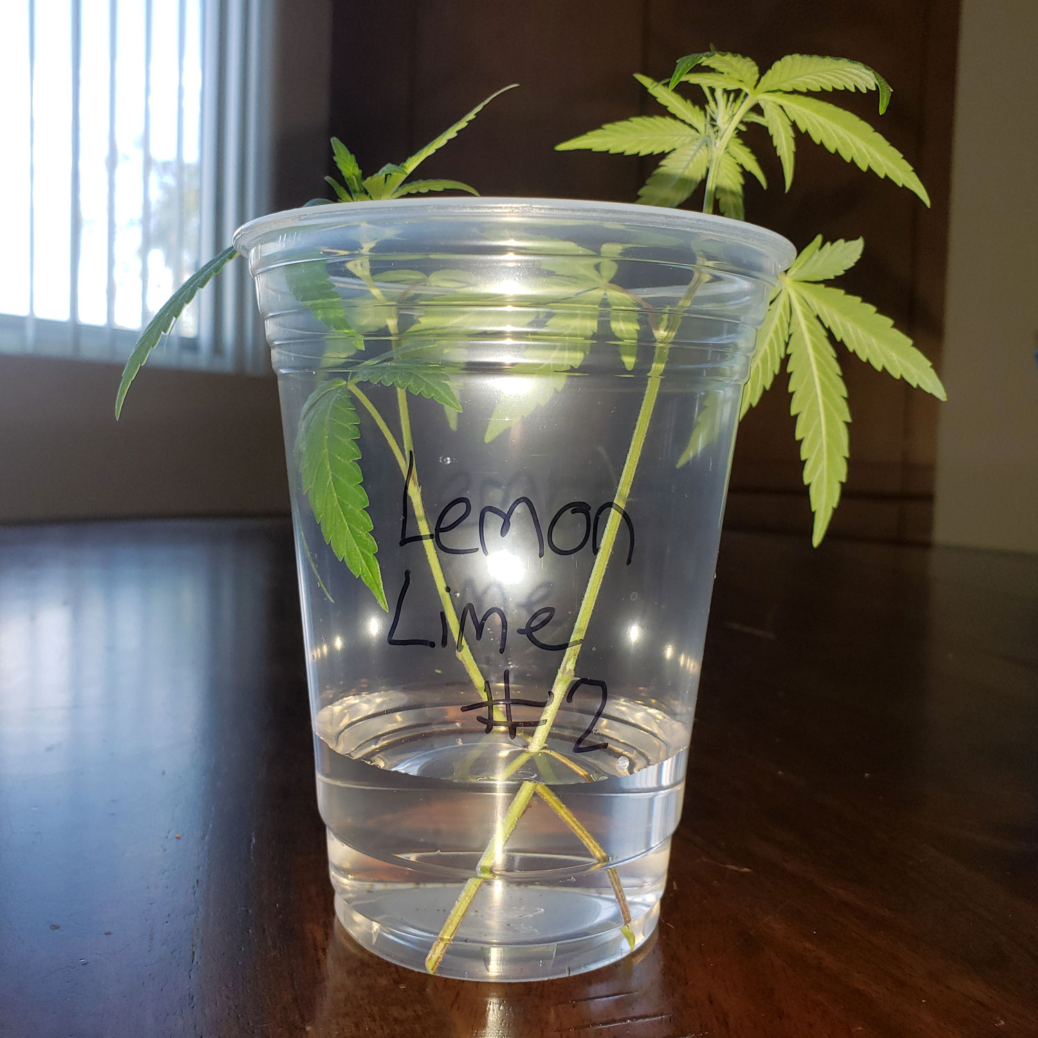 How To Clone Weed In A Cup Of Water Easy Grow Weed Easy
