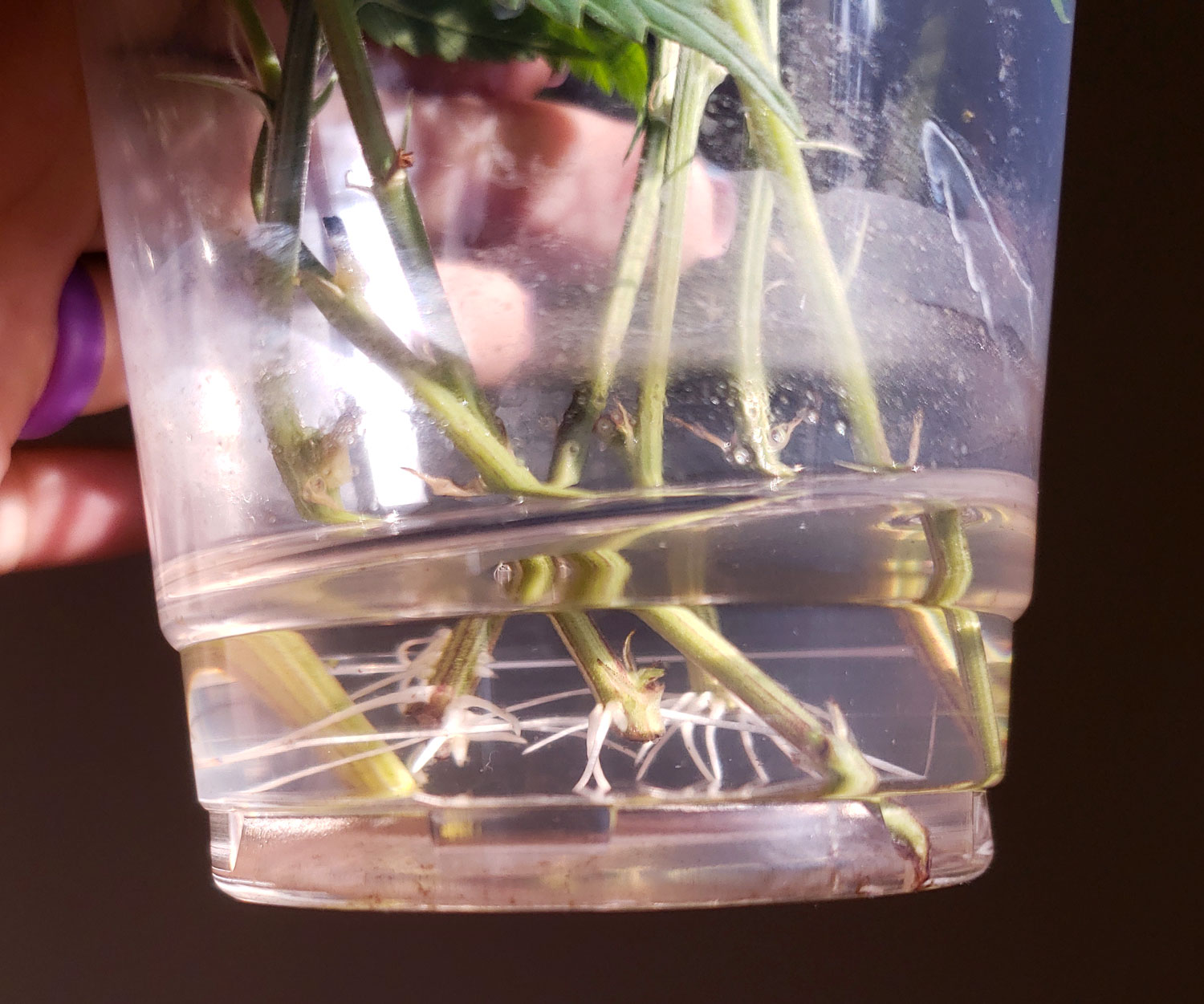 Cannabis Tissue Culture: Grow Plants in a Test Tube | Grow Weed Easy