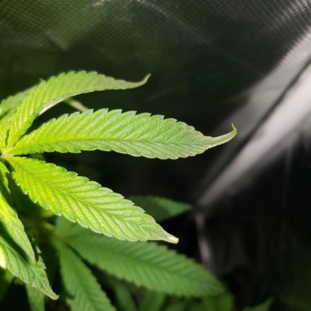 What causes cannabis leaves to curl up? | Grow Weed Easy