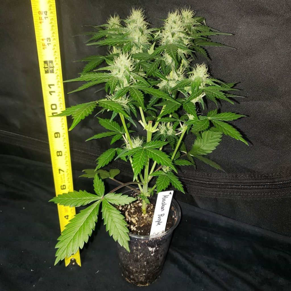What Is The Solo Cup Challenge Grow Weed In A Cup Grow Weed Easy