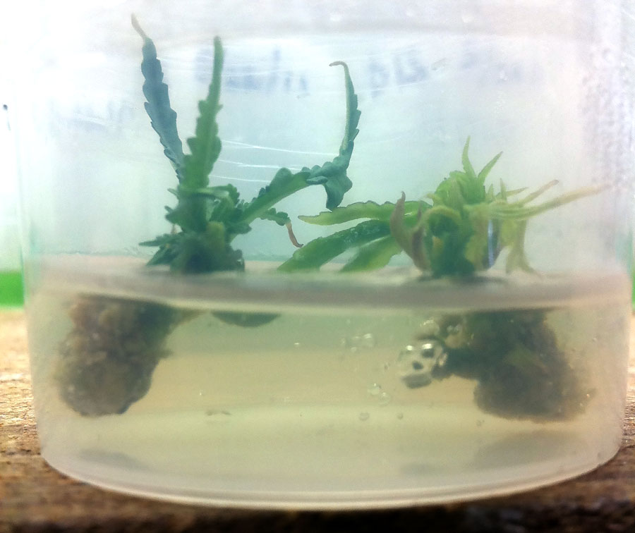 Cannabis Tissue Culture: Grow Plants in a Test Tube | Grow Weed Easy