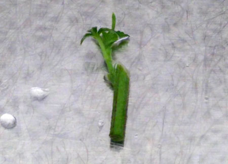 Cannabis Tissue Culture: Grow Plants in a Test Tube | Grow Weed Easy