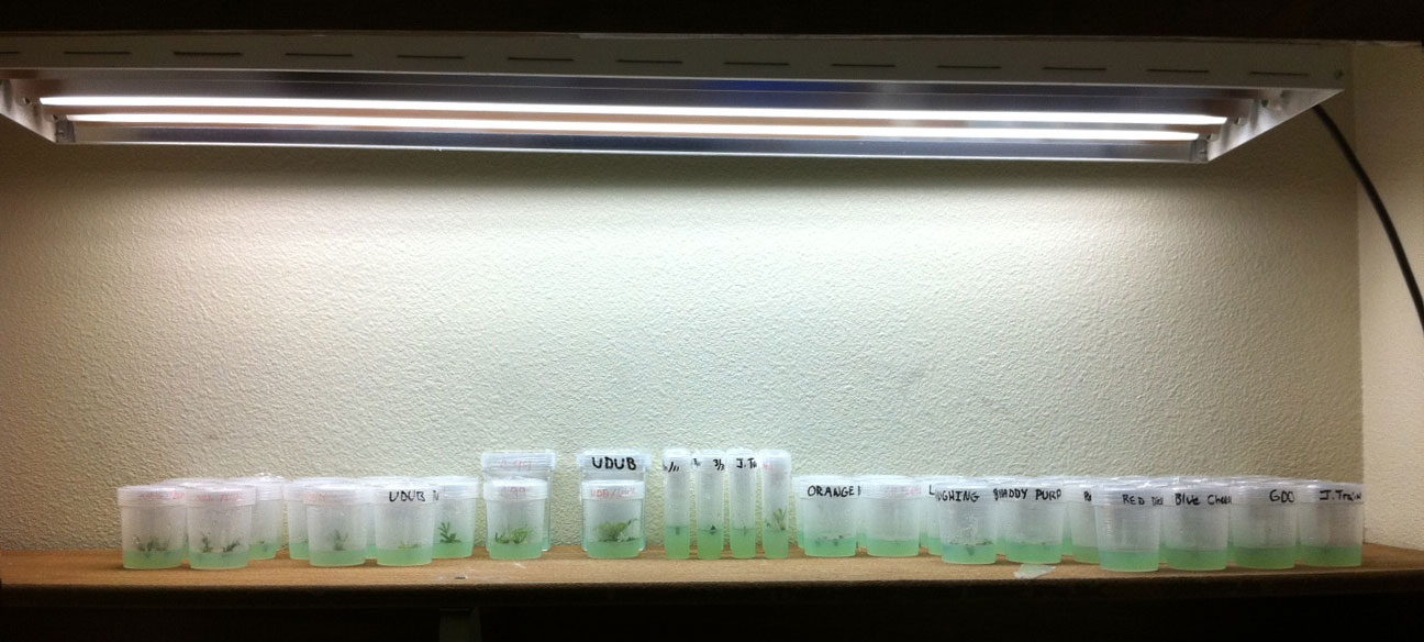 Cannabis Tissue Culture: Grow Plants in a Test Tube | Grow Weed Easy