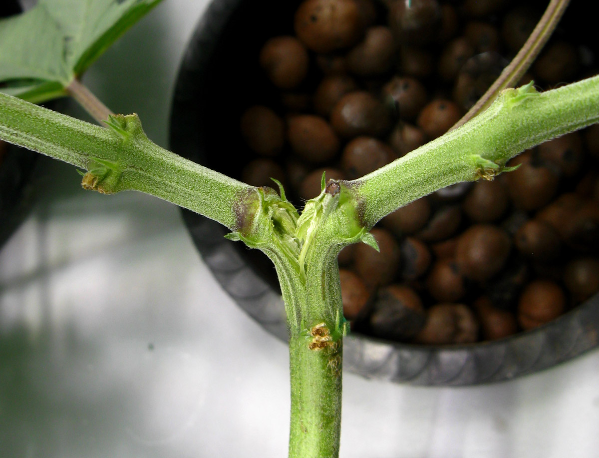 10 Heartbreaking Moments in Growing Weed | Grow Weed Easy