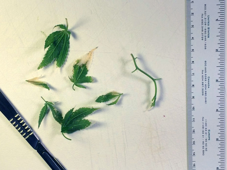 Cannabis Tissue Culture: Grow Plants in a Test Tube | Grow Weed Easy