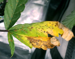 How to fix Cannabis Calcium Deficiency (Ca) Pics & Symptoms