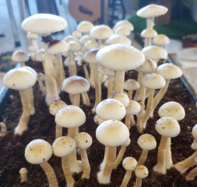 Growing Cannabis vs Growing Magic Mushrooms | Grow Weed Easy