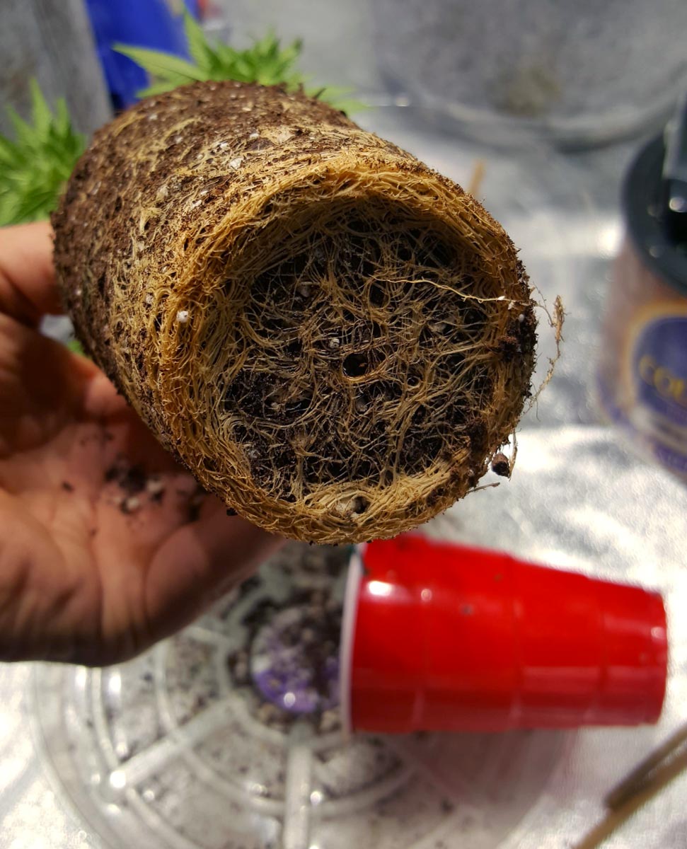 What is the Solo Cup Challenge? (Grow Weed in a Cup) | Grow Weed Easy