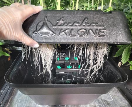 Nebula's Cannabis Defoliation Experiment - Side-by-side grow journal ...