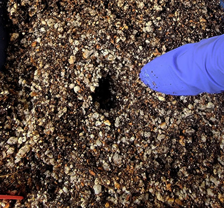 How to Germinate Cannabis Seeds in Soil or Coco (Easy Germination ...