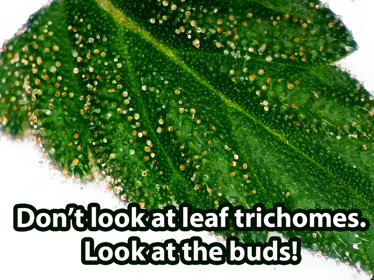 What do trichomes look like when ready to harvest? [Ready-to-Harvest ...